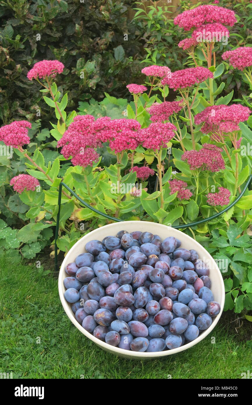 A huge bowl full of damsons, picked from our fruit tree in the back ...