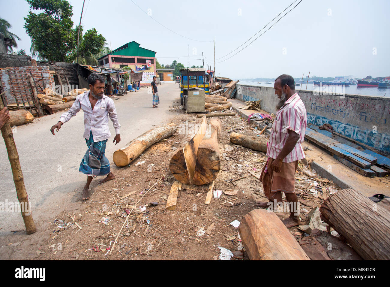 Laborers are use a big Cross-cut saw to cut a large mango tree at ...