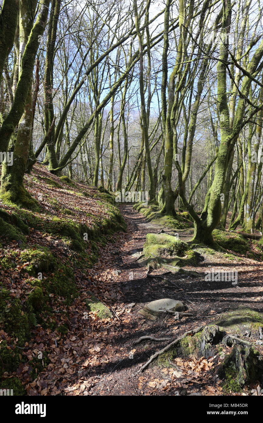 Footpath in Laggan Woods Scotland April 2018 Stock Photo - Alamy