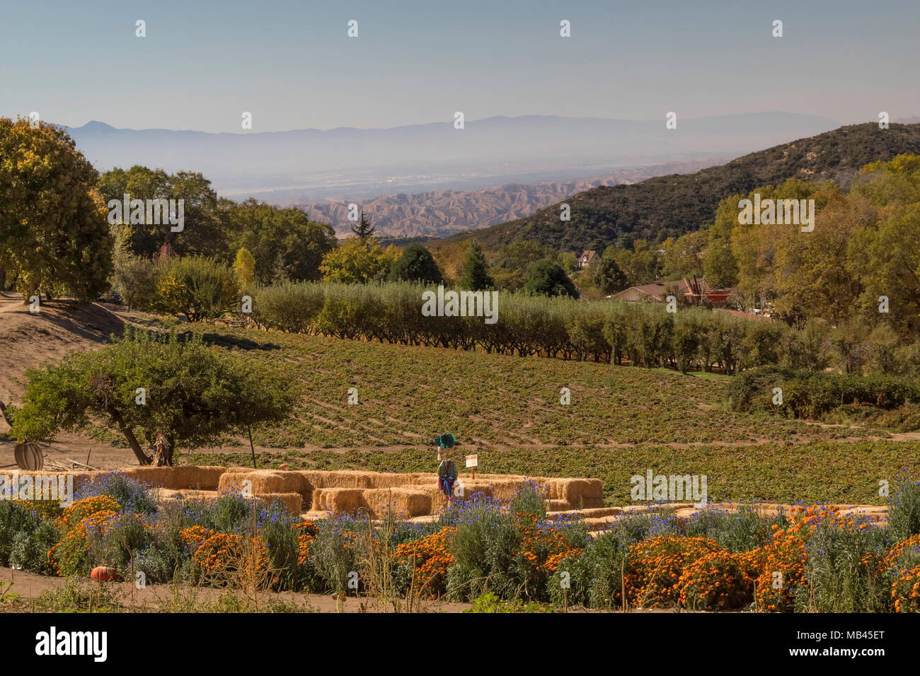 Scenic Valley Landscape, Riley's Apple Farm, California, fall ...