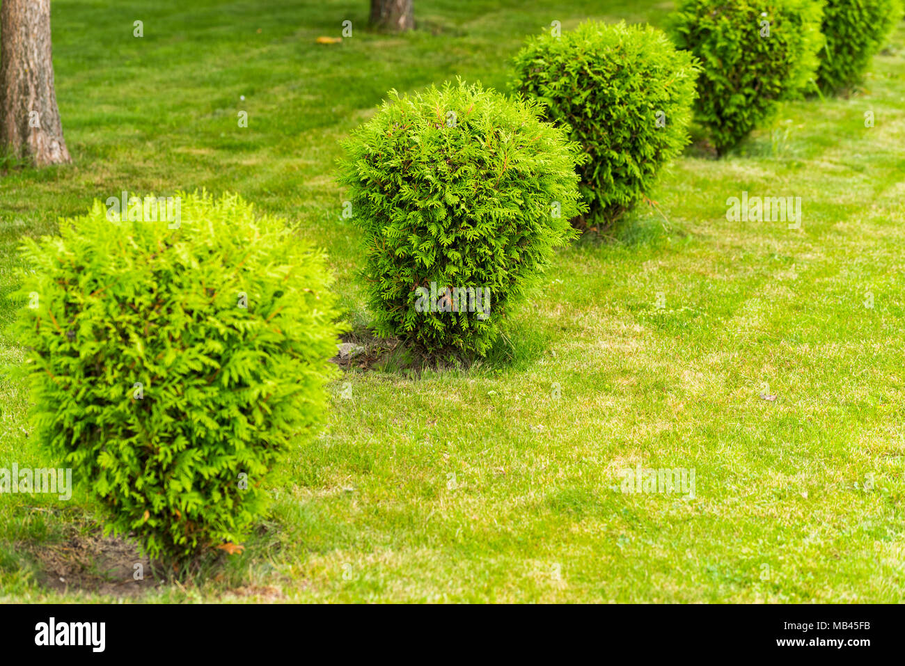 Lush green bushes frame hi-res stock photography and images - Alamy