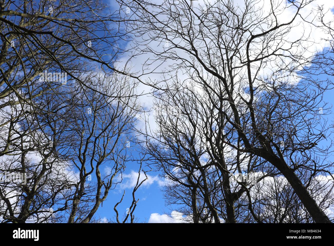 Tree tops with no leaves against blue sky with fluffy white clouds and ...