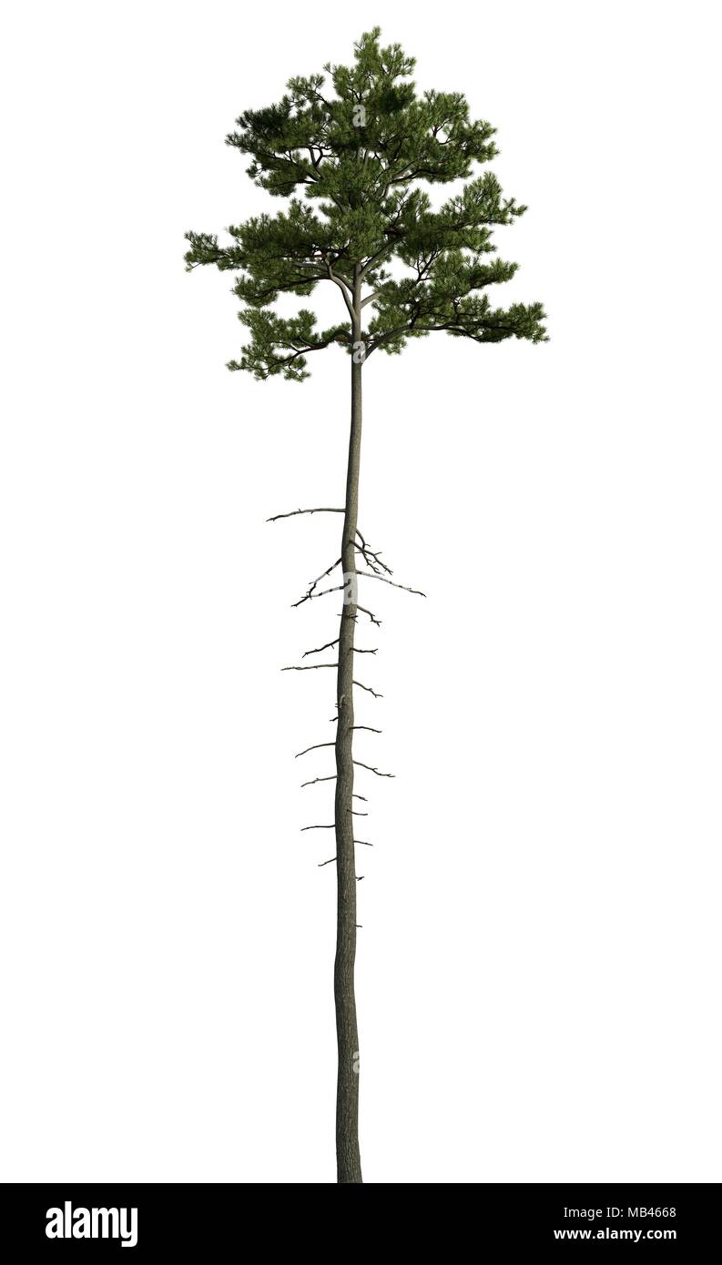 Tree isolated on a white background 3d Illustration Stock Photo - Alamy