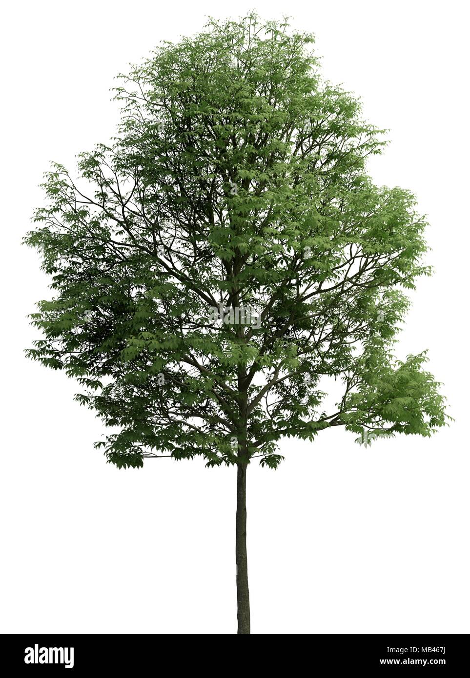Tree isolated on a white background 3d Illustration Stock Photo - Alamy