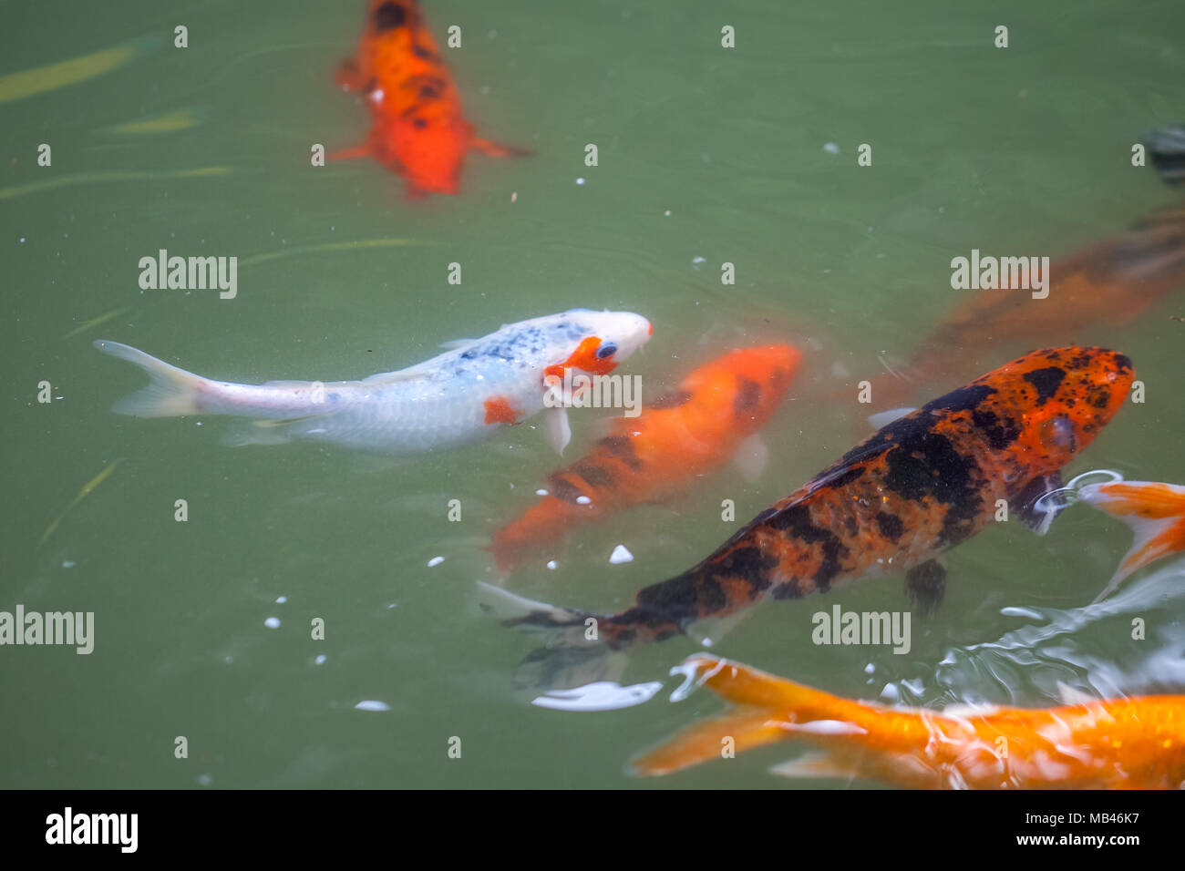Japan fish call Carp or Koi fish colorful, Many fishes many color ...