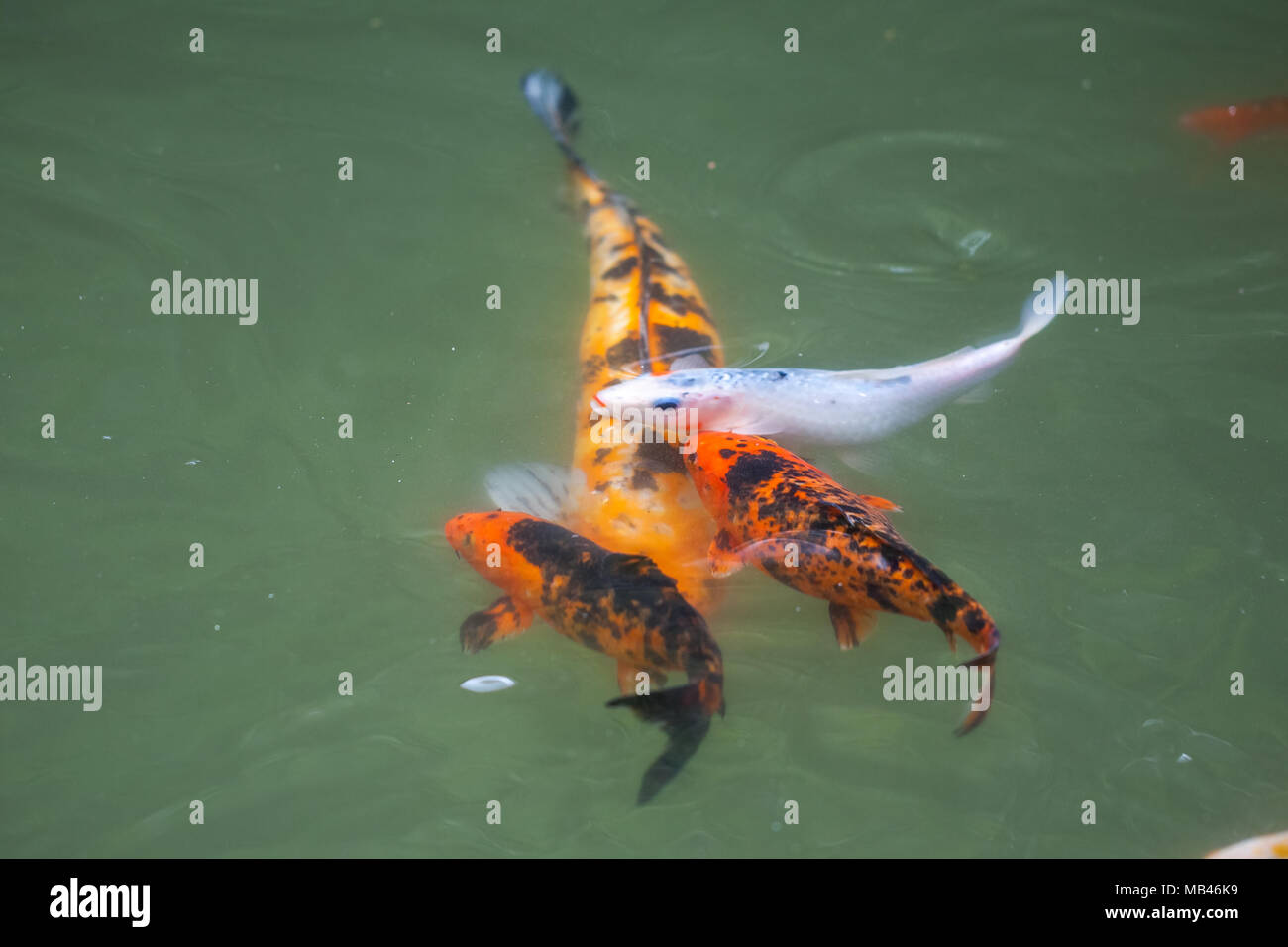 Japan fish call Carp or Koi fish colorful, Many fishes many color ...