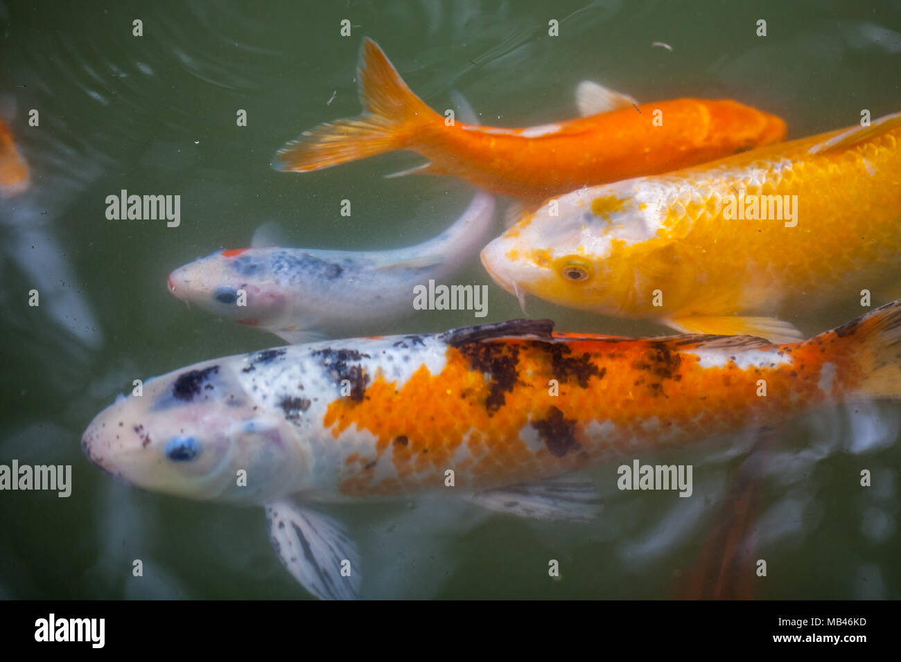 Japan fish call Carp or Koi fish colorful, Many fishes many color ...