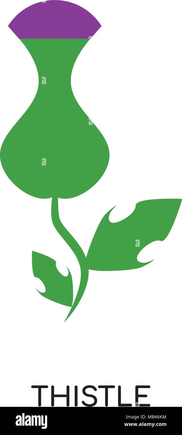 Scottish thistle drawing hi-res stock photography and images - Alamy