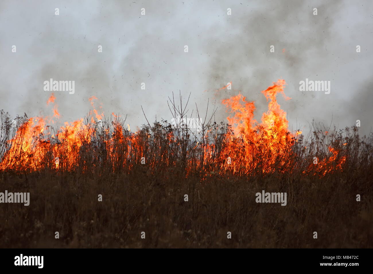 The fire of large areas of dry grass in the meadow can turn into a ...
