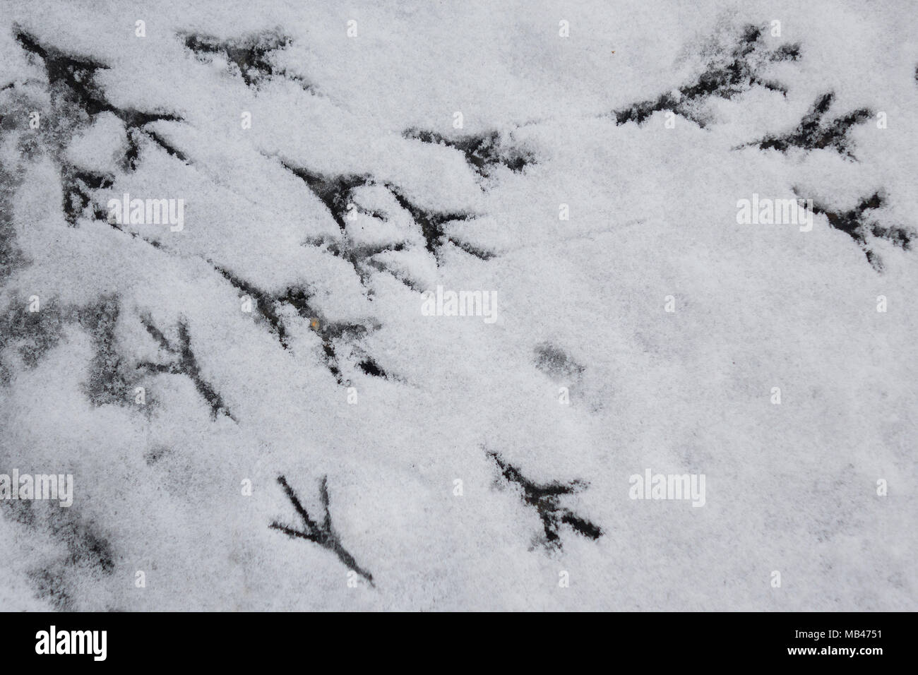 Spoor hi-res stock photography and images - Alamy