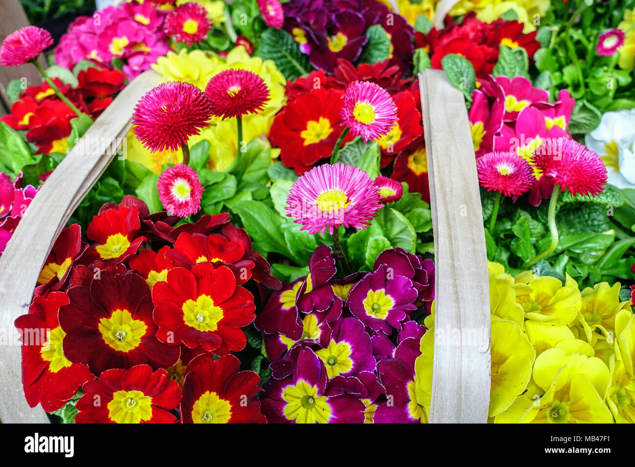 Garden polyanthus, Primrose, Primula acaulis, Primroses and garden ...