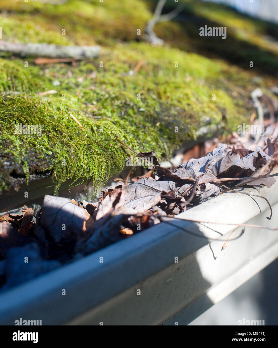 Thick moss on roof hi-res stock photography and images - Alamy