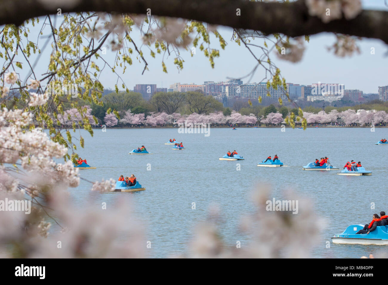 Tidal basin paddle boats hi-res stock photography and images - Alamy