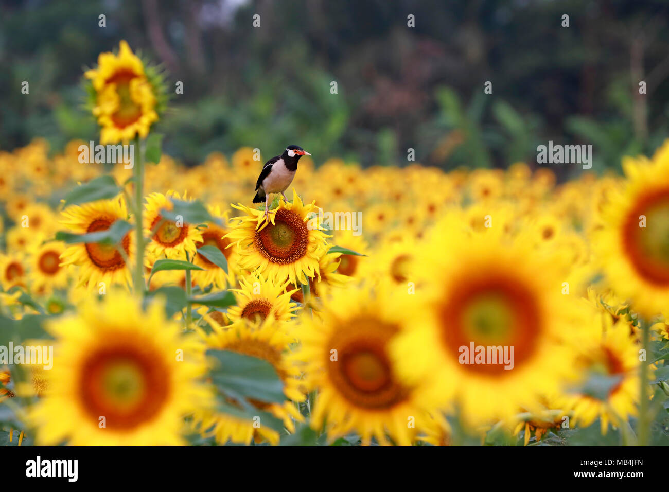 Noakhali, Bangladesh - April 06, 2018: Sunflowers on full bloom at a ...