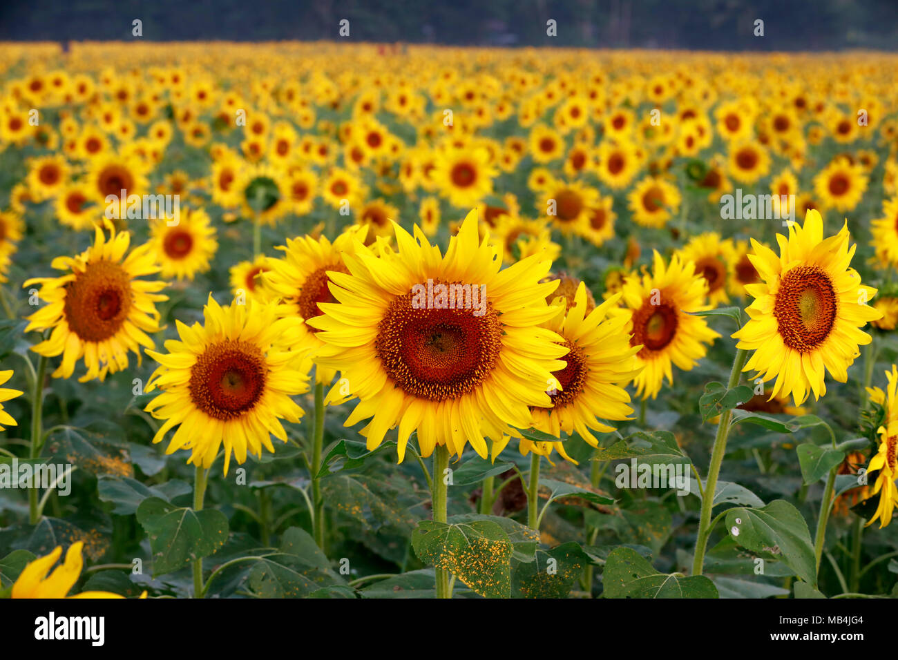 Noakhali, Bangladesh - April 06, 2018: Sunflowers on full bloom at a ...