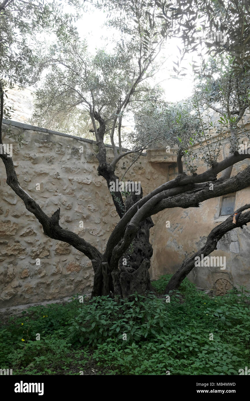 The Sacred olive tree which Armenians believe to be the tree to which ...