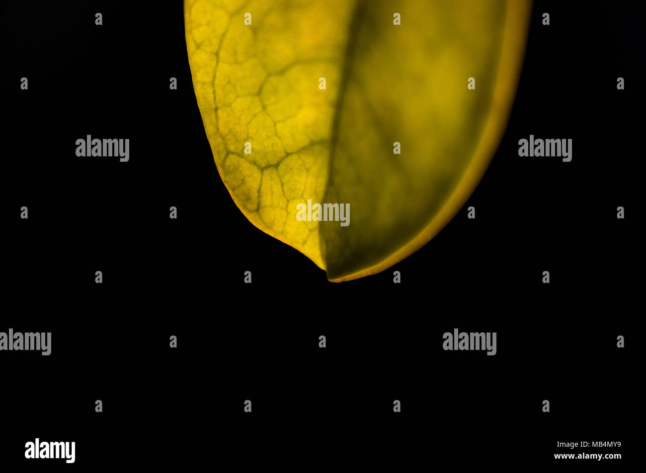 Closeup of a vibrant, colorful leaf with light shining trough to show ...