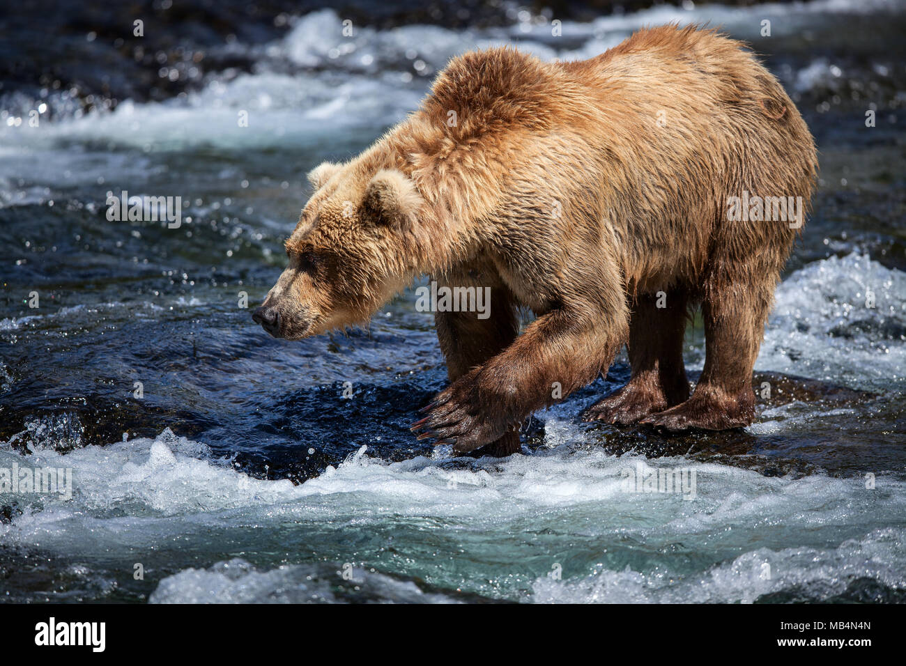 Brooks brown hi-res stock photography and images - Alamy