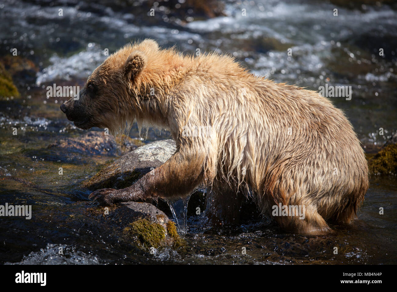 Yearling grizzly bear cub hi-res stock photography and images - Alamy