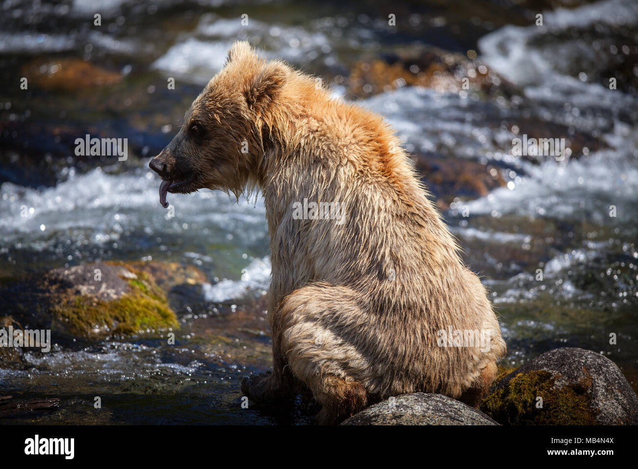 Yearling grizzly bear cub hi-res stock photography and images - Alamy