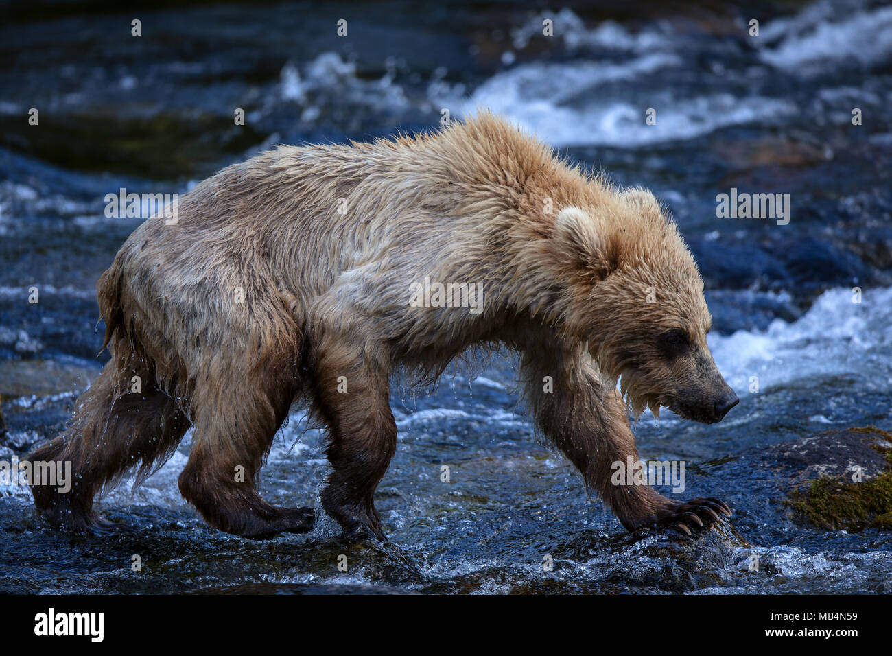 A yearling brown bear cub wades among the rocks in the Riffles along ...