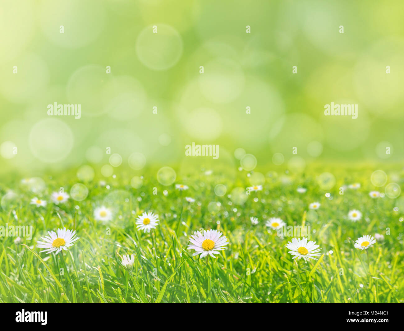 Daisy green background hi-res stock photography and images - Alamy
