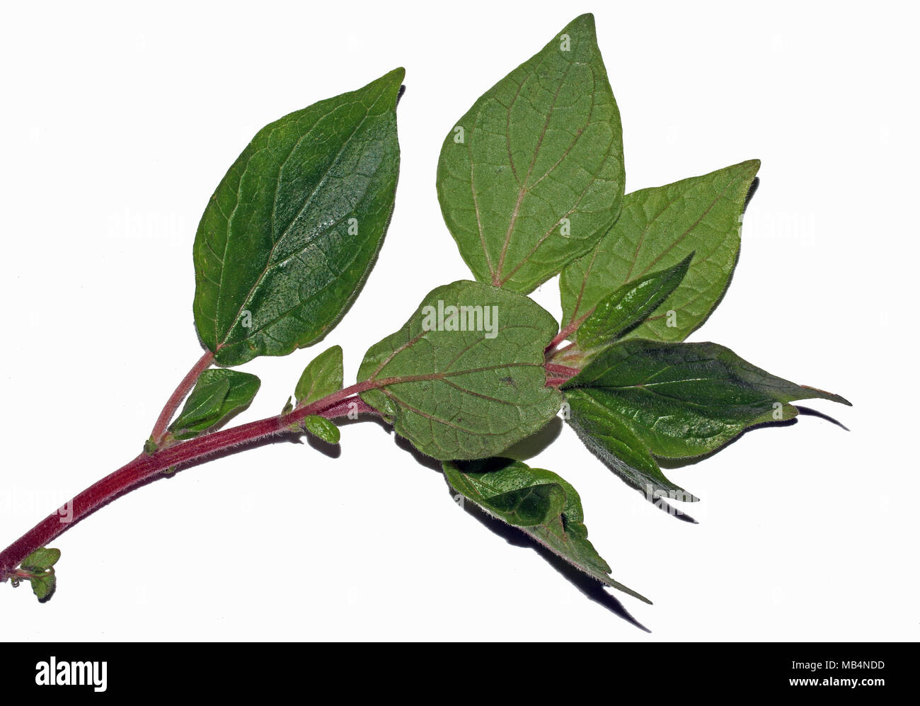 Pelitory of the wall (parietaria officinalis) close-up Stock Photo - Alamy