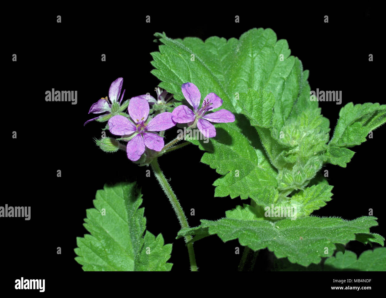 Wild geranium flowering (geranium molle) close-up Stock Photo - Alamy