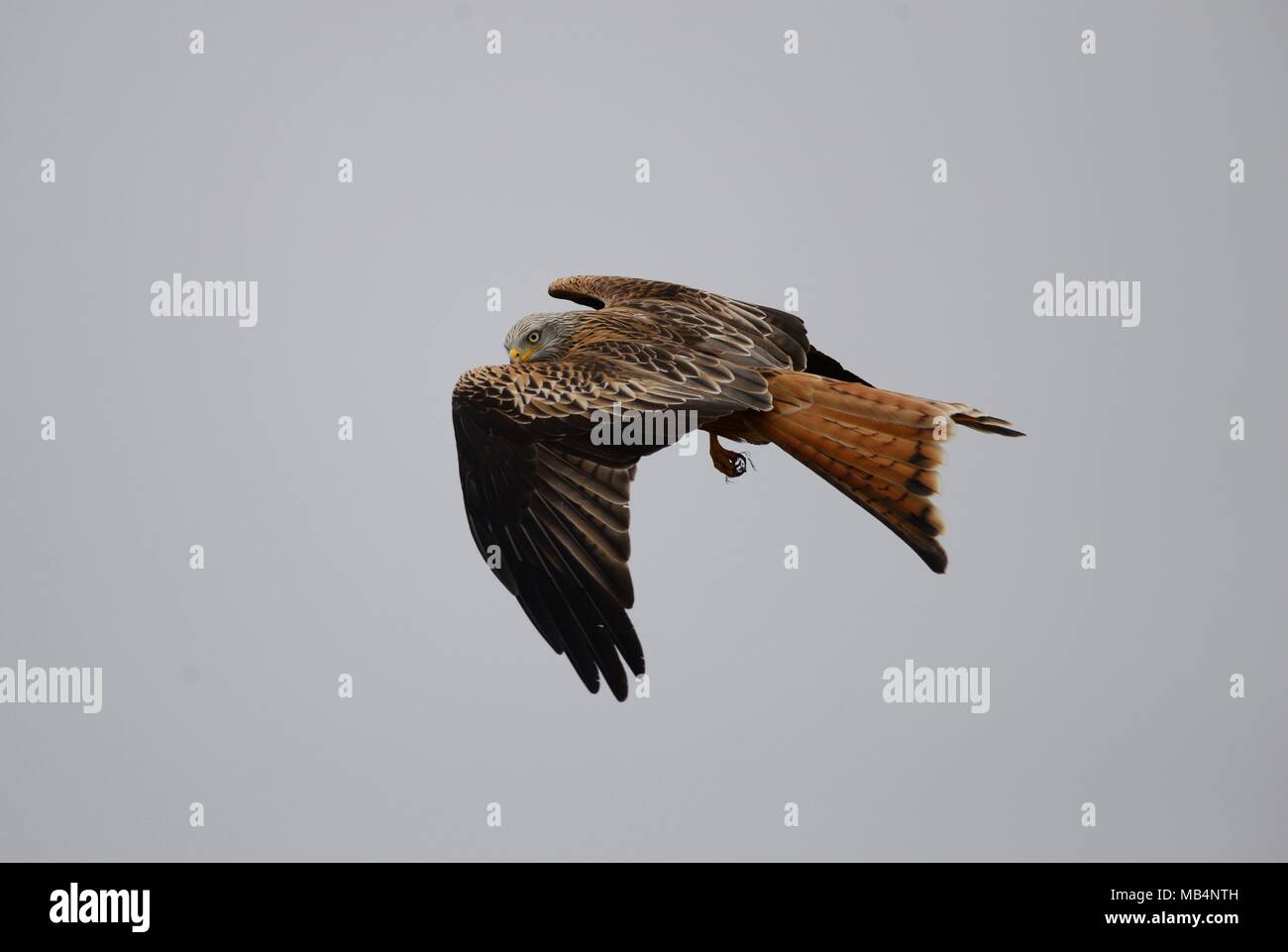 Red kite feeding station hi-res stock photography and images - Alamy