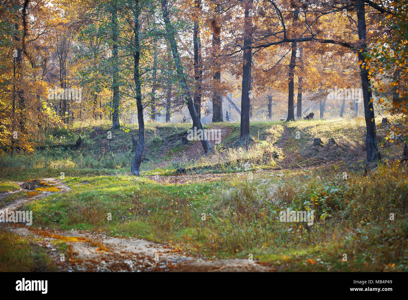 Autumn landscape, oak forest, morning. Nature Of Russia Stock Photo - Alamy