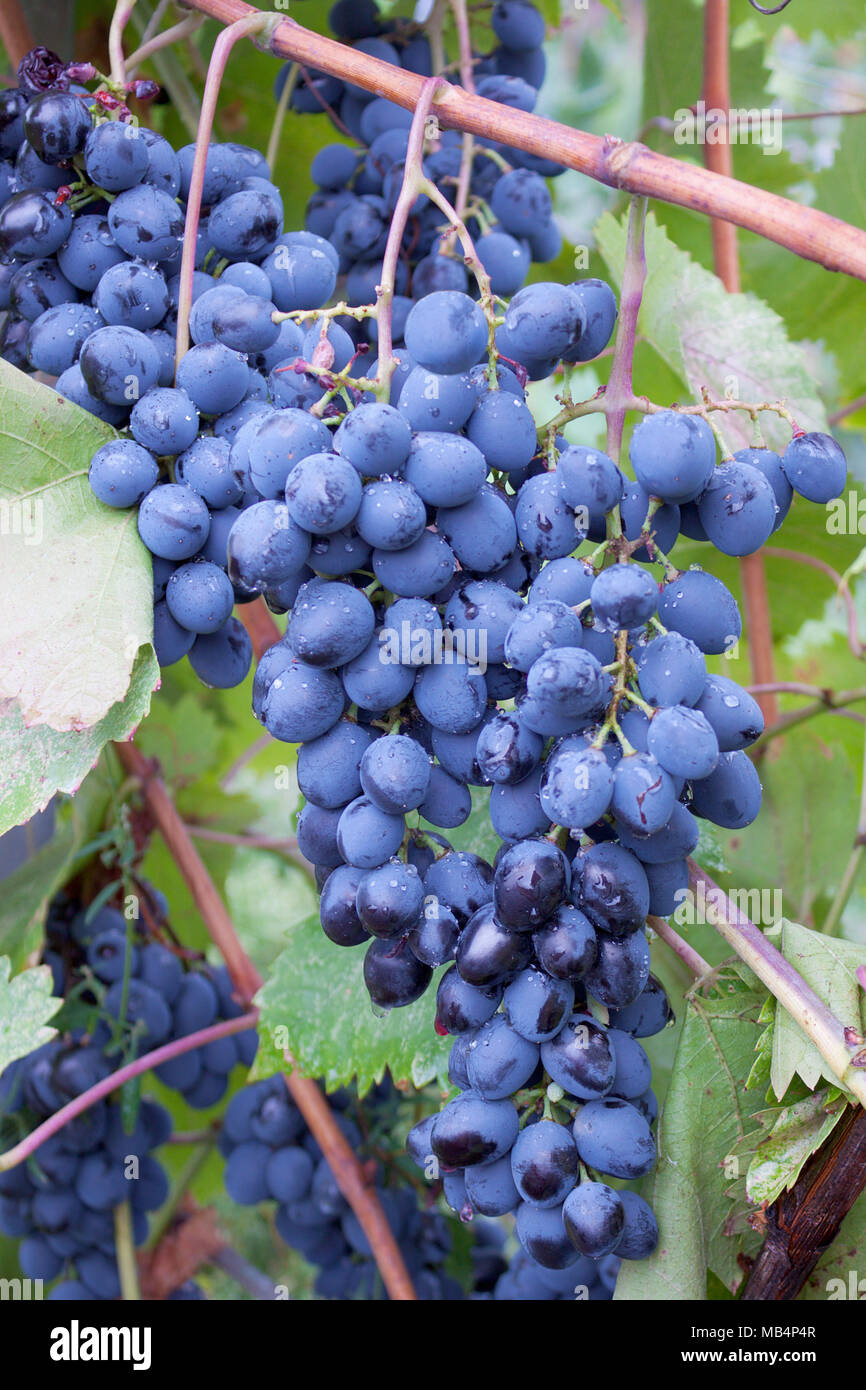 A bunch of blue grapes on the plantation Stock Photo - Alamy