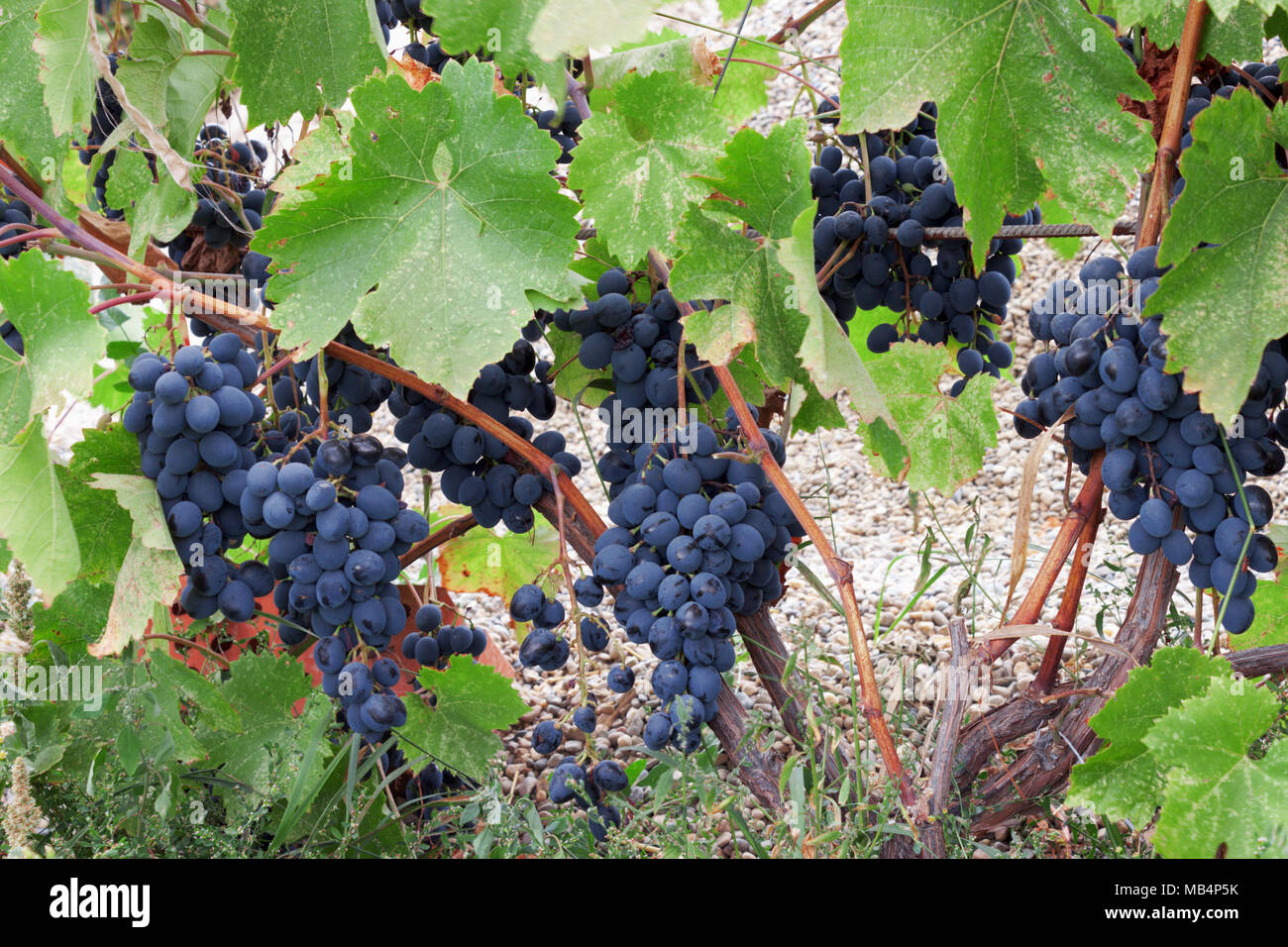 Heavy bunches of blue grapes in the vineyard Stock Photo - Alamy