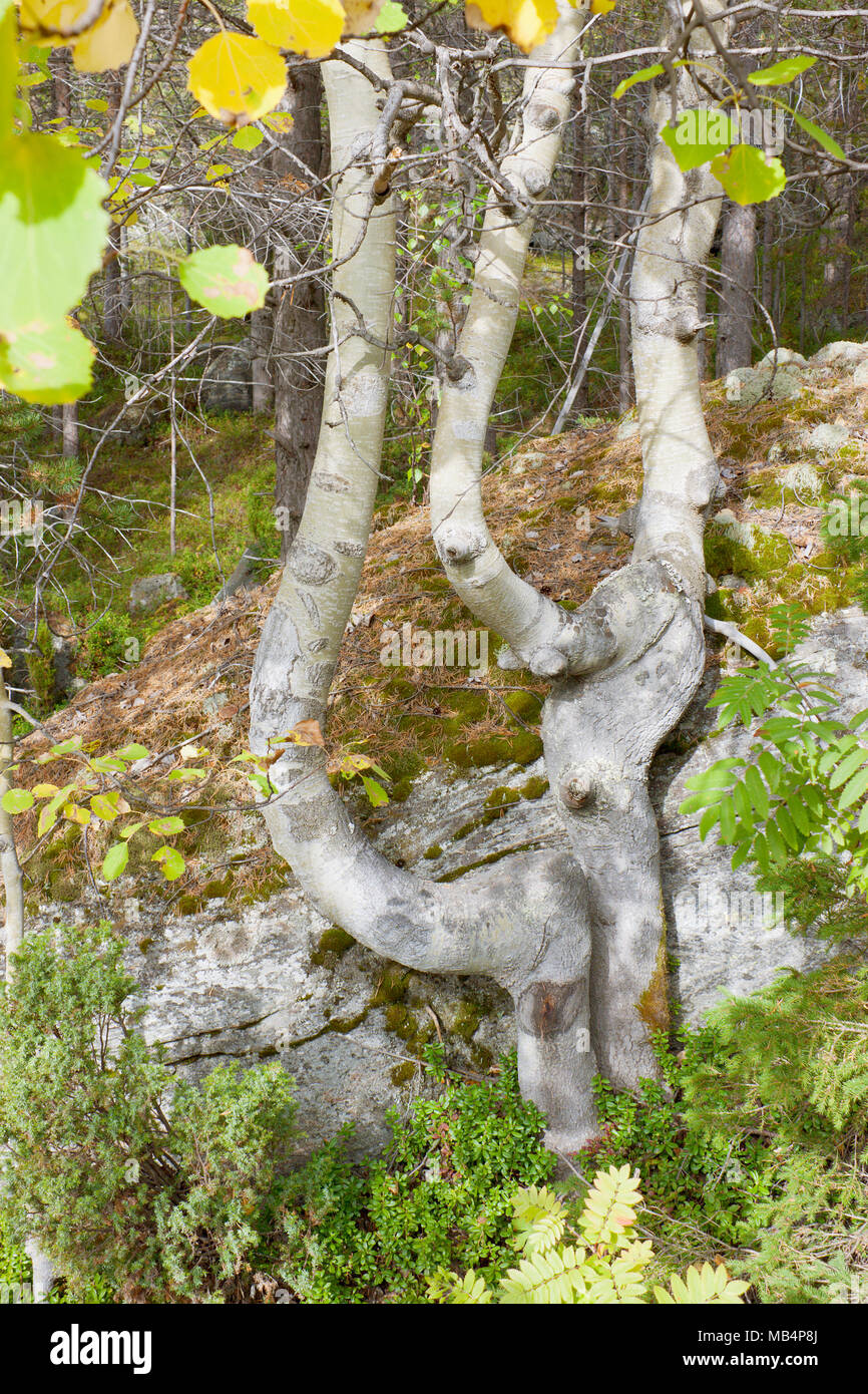 The curve of aspen grows on rocks in a taiga forest Stock Photo - Alamy