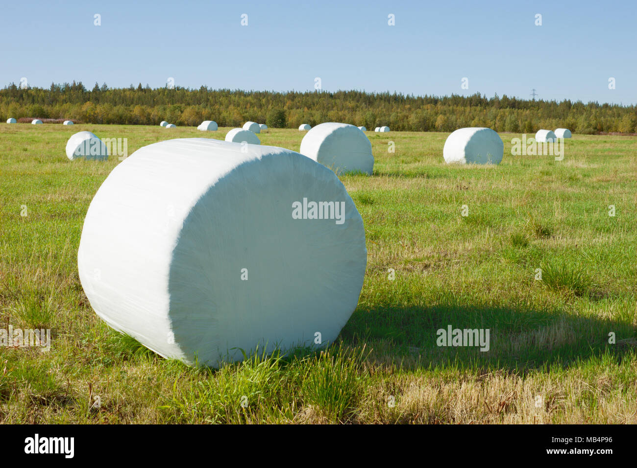 Hay is packed in the field into a white material Stock Photo - Alamy