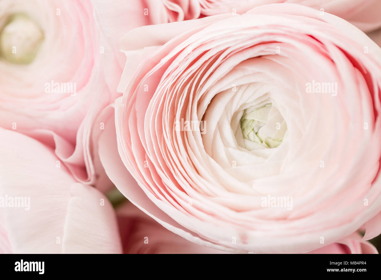 Persian buttercup. Bunch pale pink ranunculus flowers light background ...