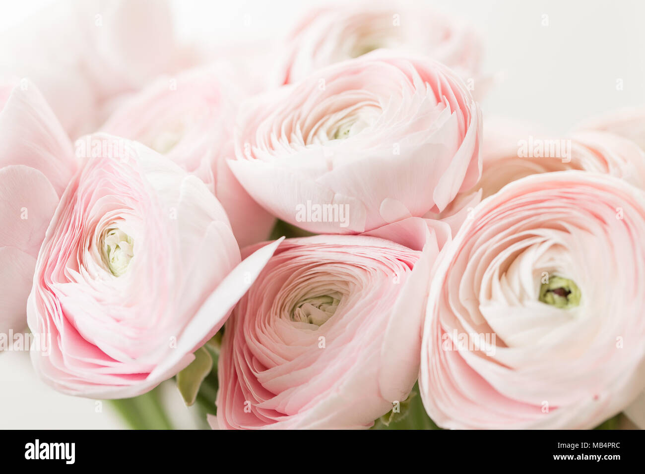 Persian buttercup. Bunch pale pink ranunculus flowers light background ...