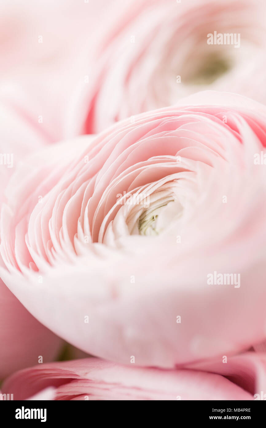 many layered petals. Persian buttercup. Bunch pale pink ranunculus ...