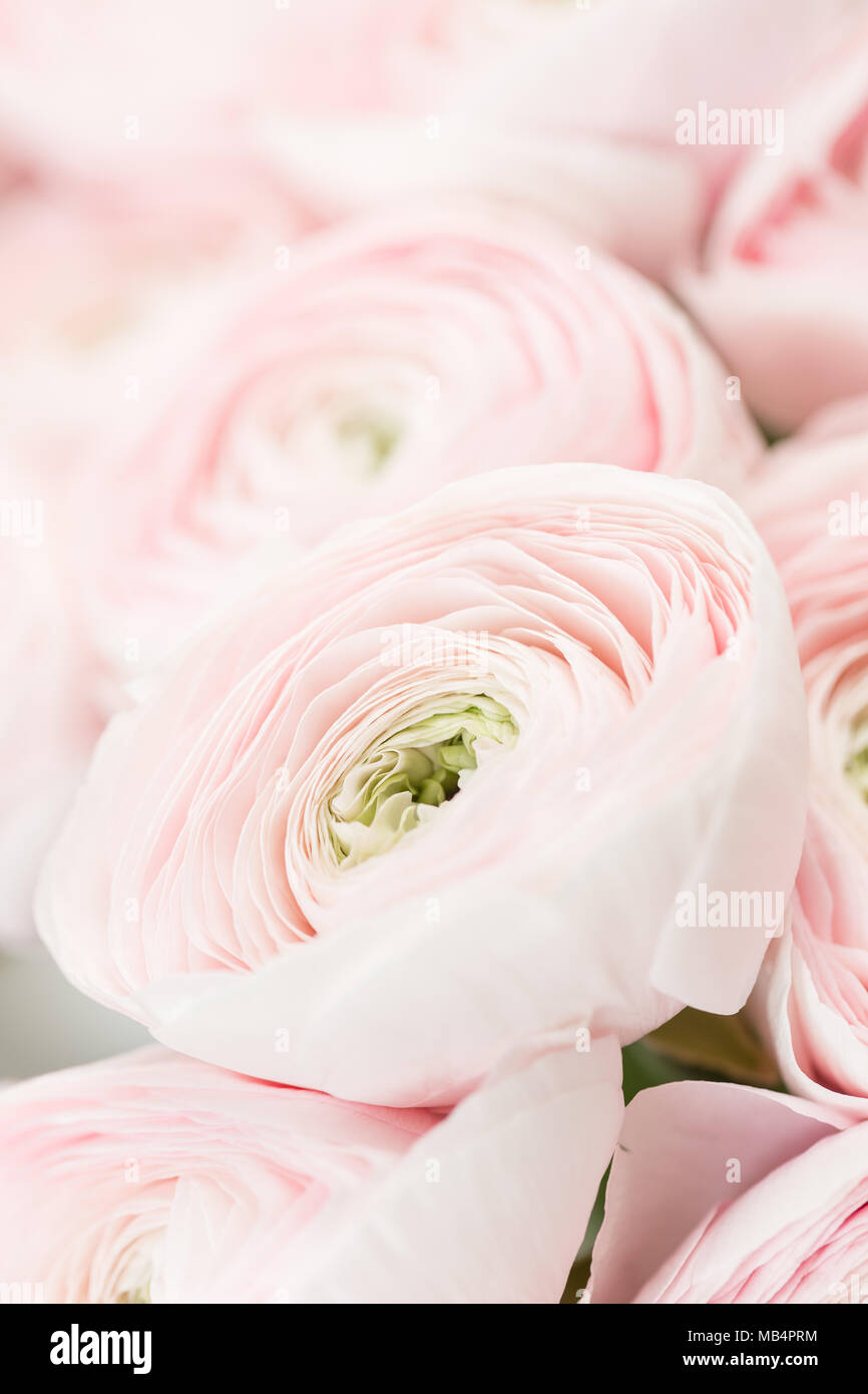 many layered petals. Persian buttercup. Bunch pale pink ranunculus ...