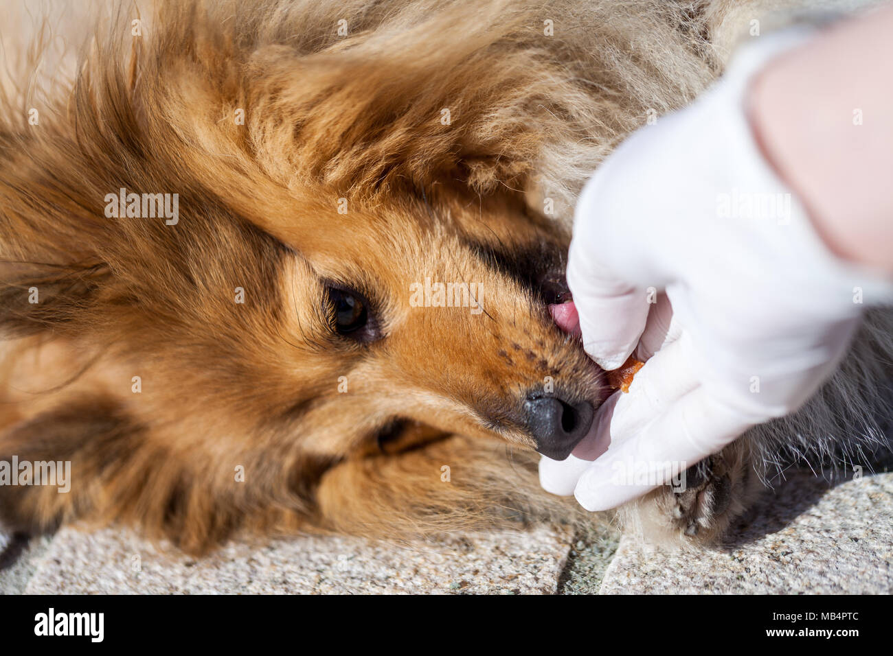 a medical health check on a shetland sheepdog Stock Photo - Alamy