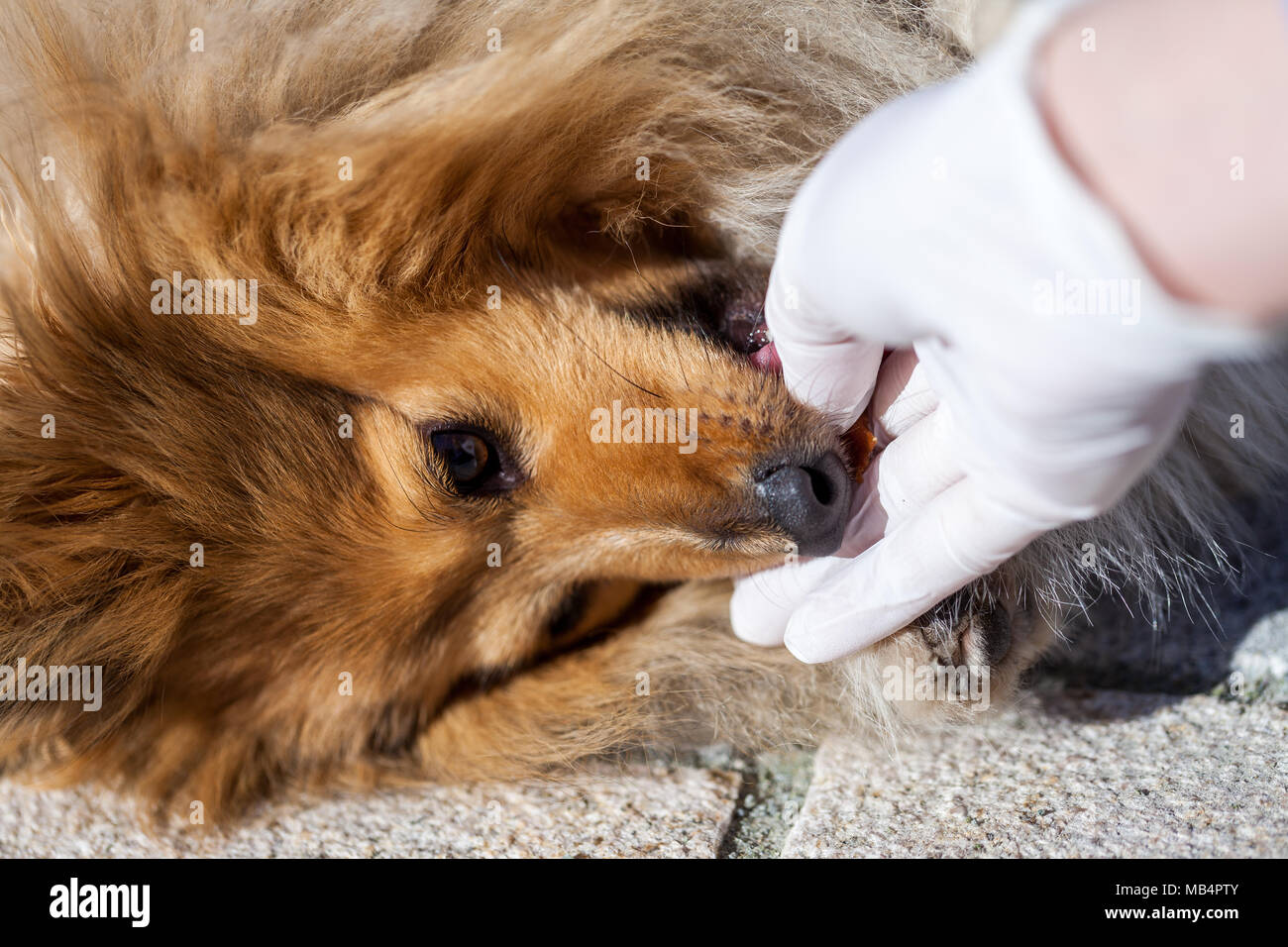 a medical health check on a shetland sheepdog Stock Photo - Alamy