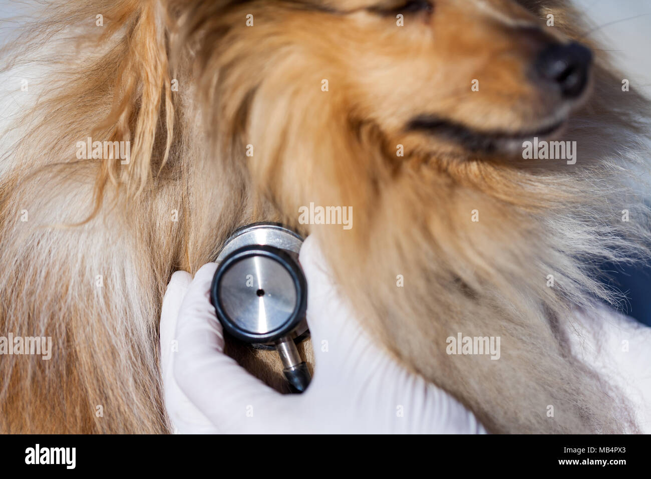 a medical health check on a shetland sheepdog Stock Photo - Alamy