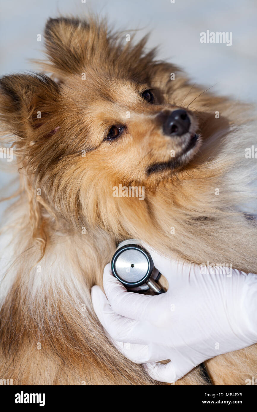a medical health check on a shetland sheepdog Stock Photo - Alamy
