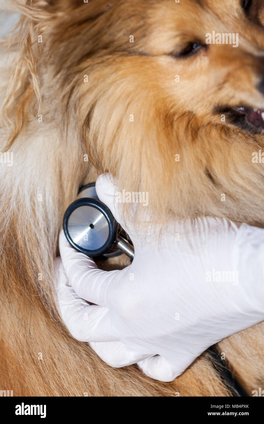 a medical health check on a shetland sheepdog Stock Photo - Alamy