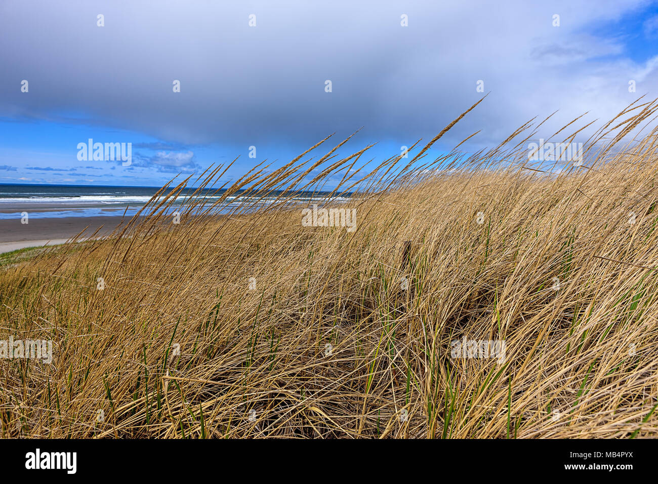 Tall oregon grass hi-res stock photography and images - Alamy