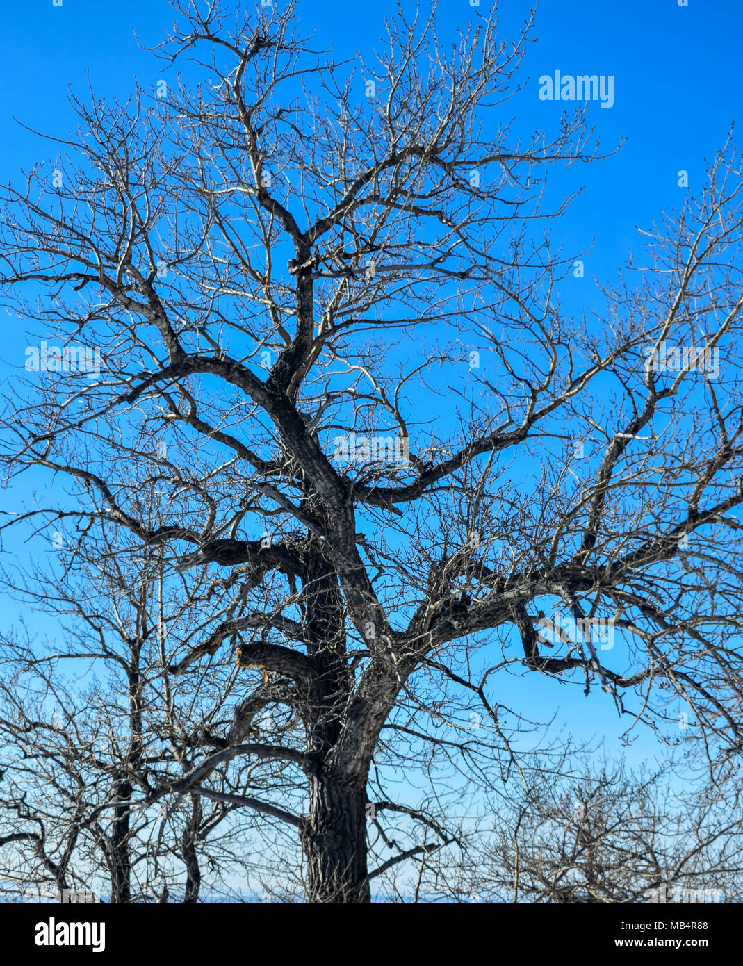 Simple tree limb hi-res stock photography and images - Alamy