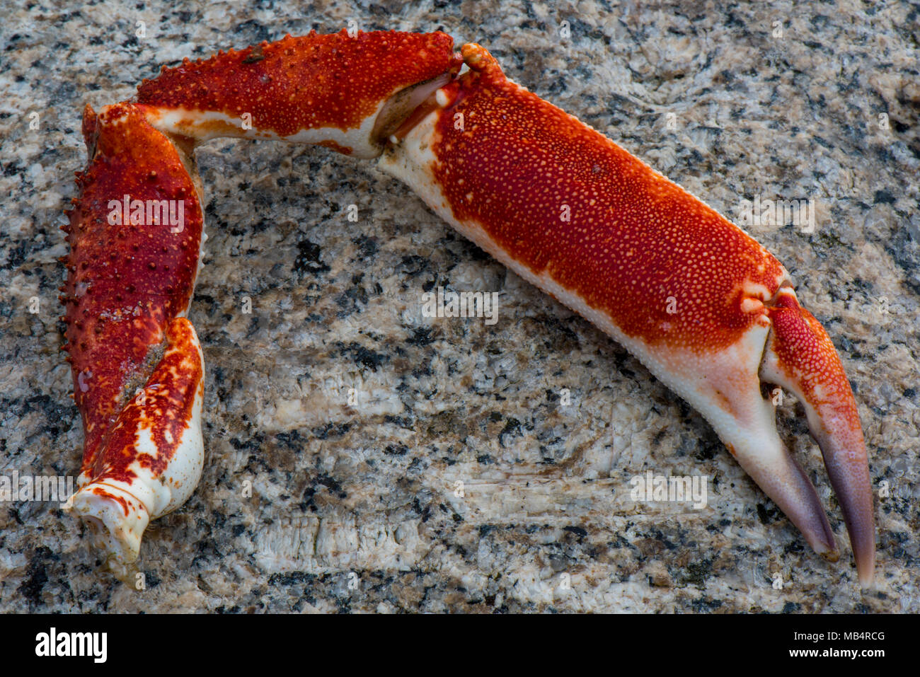 Cornish fisherman knife hi-res stock photography and images - Alamy