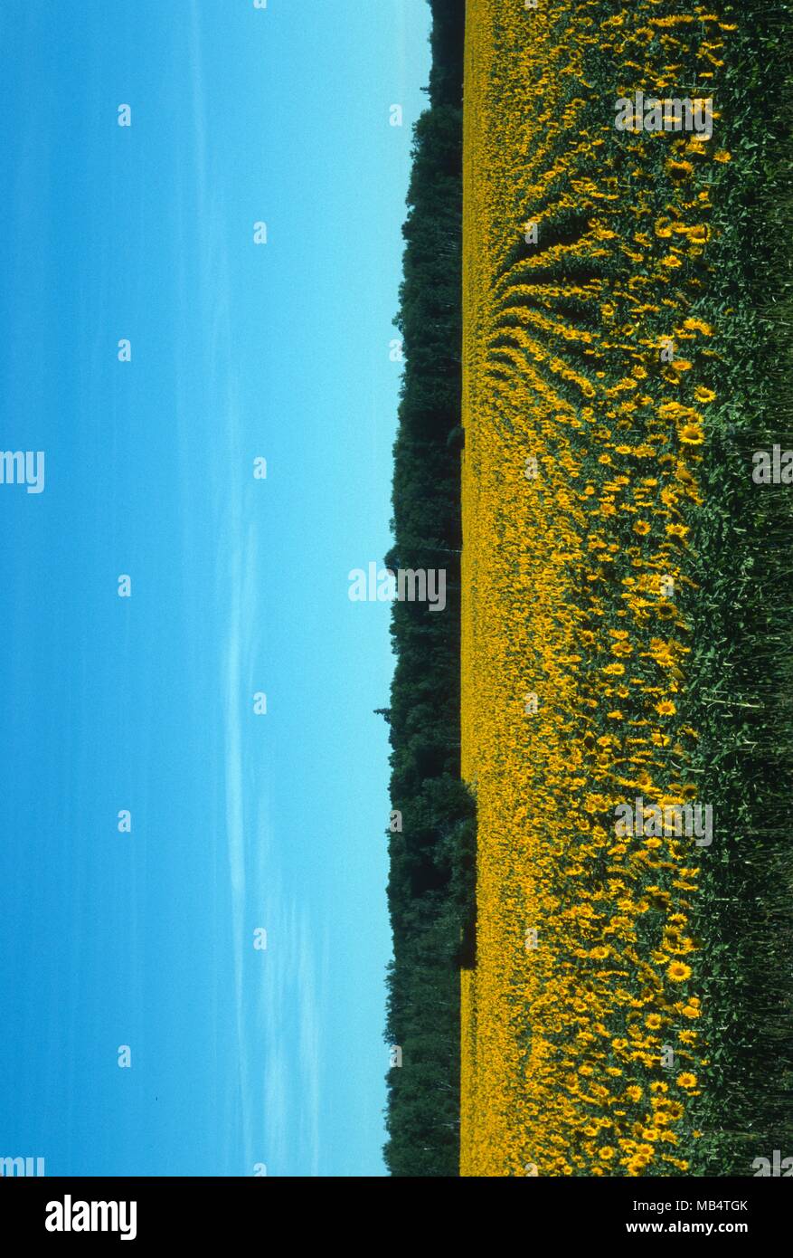 Sunflower field in northwestern Minnesota Stock Photo - Alamy