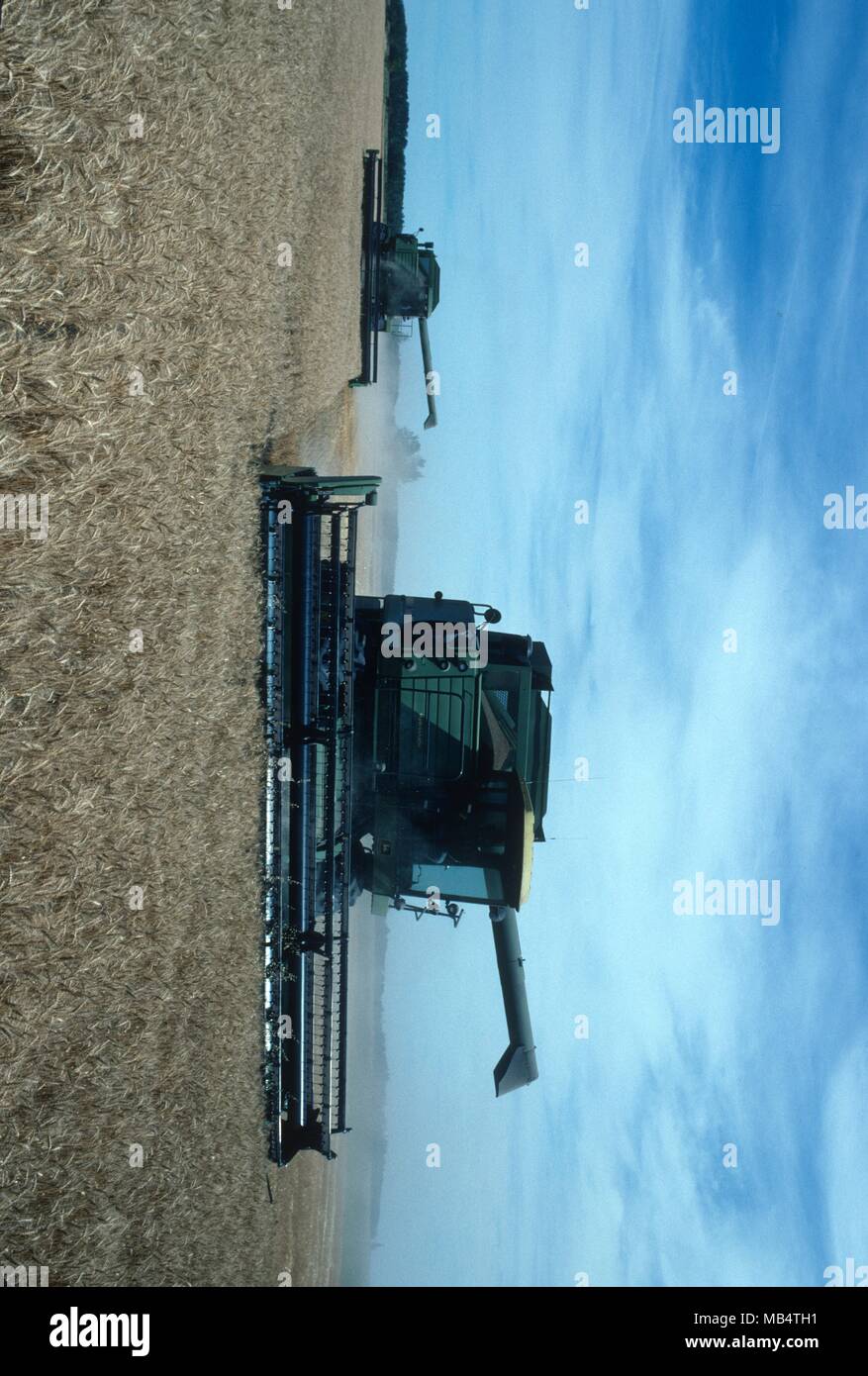 Wheat harvesting in Minnesota Stock Photo - Alamy