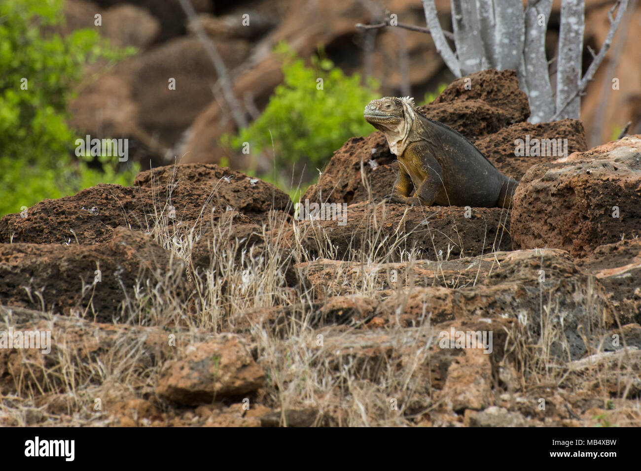Galapagos land iguana (Conolophus subcristatus) from the dry scrubland ...