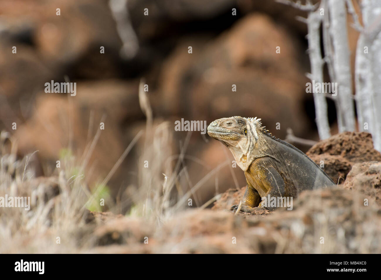Galapagos land iguana (Conolophus subcristatus) from the dry scrubland ...